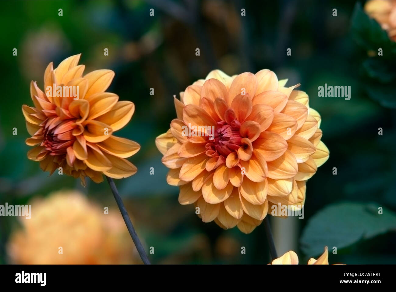 Dahlia David Howard Stock Photo - Alamy