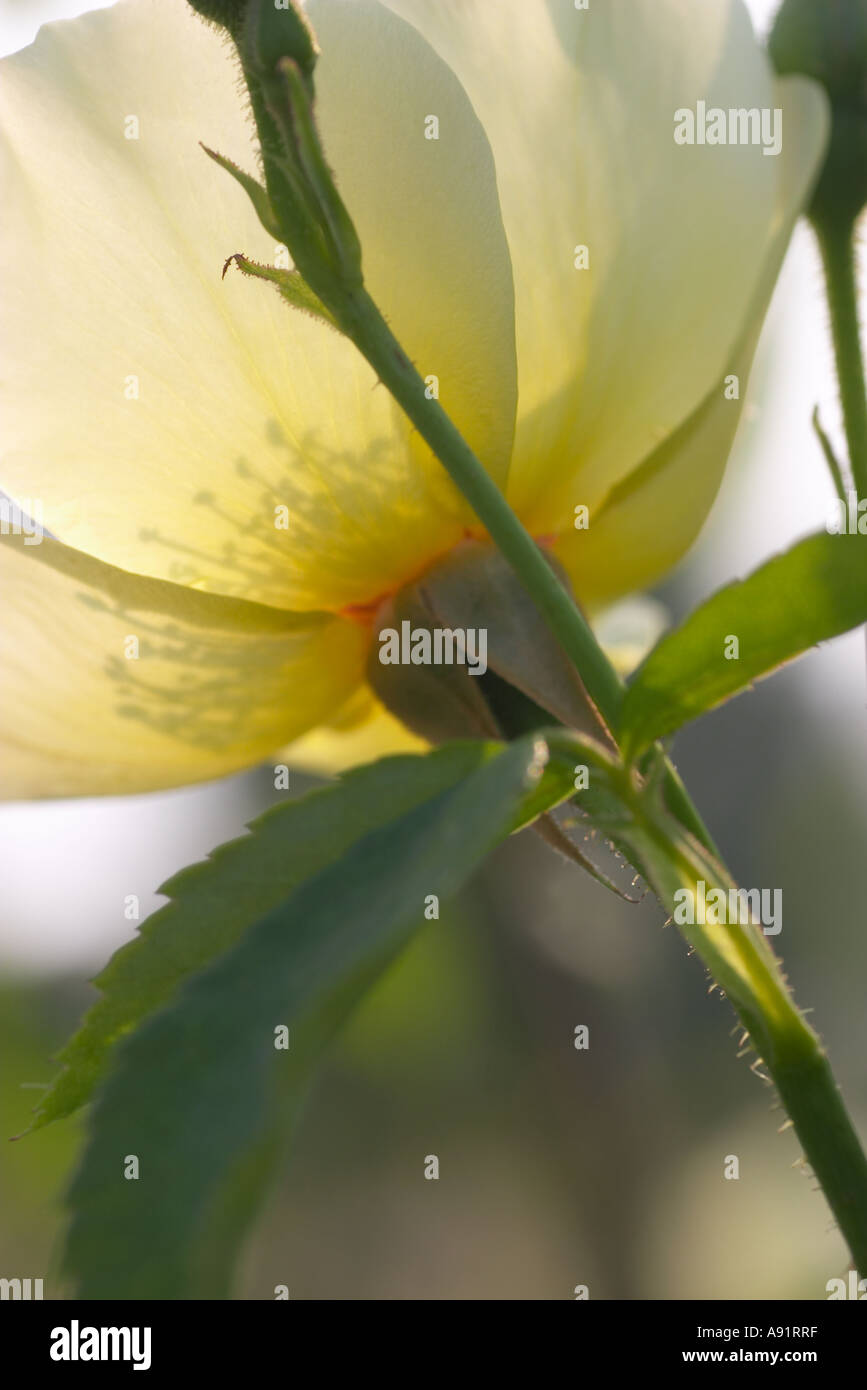 Golden wings rose hi-res stock photography and images - Alamy