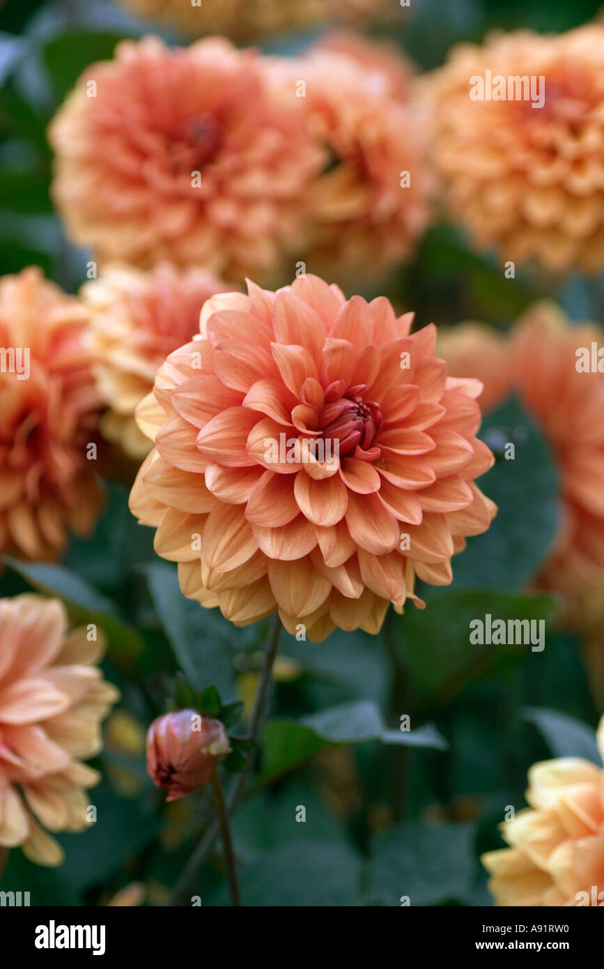 Dahlia David Howard Stock Photo - Alamy