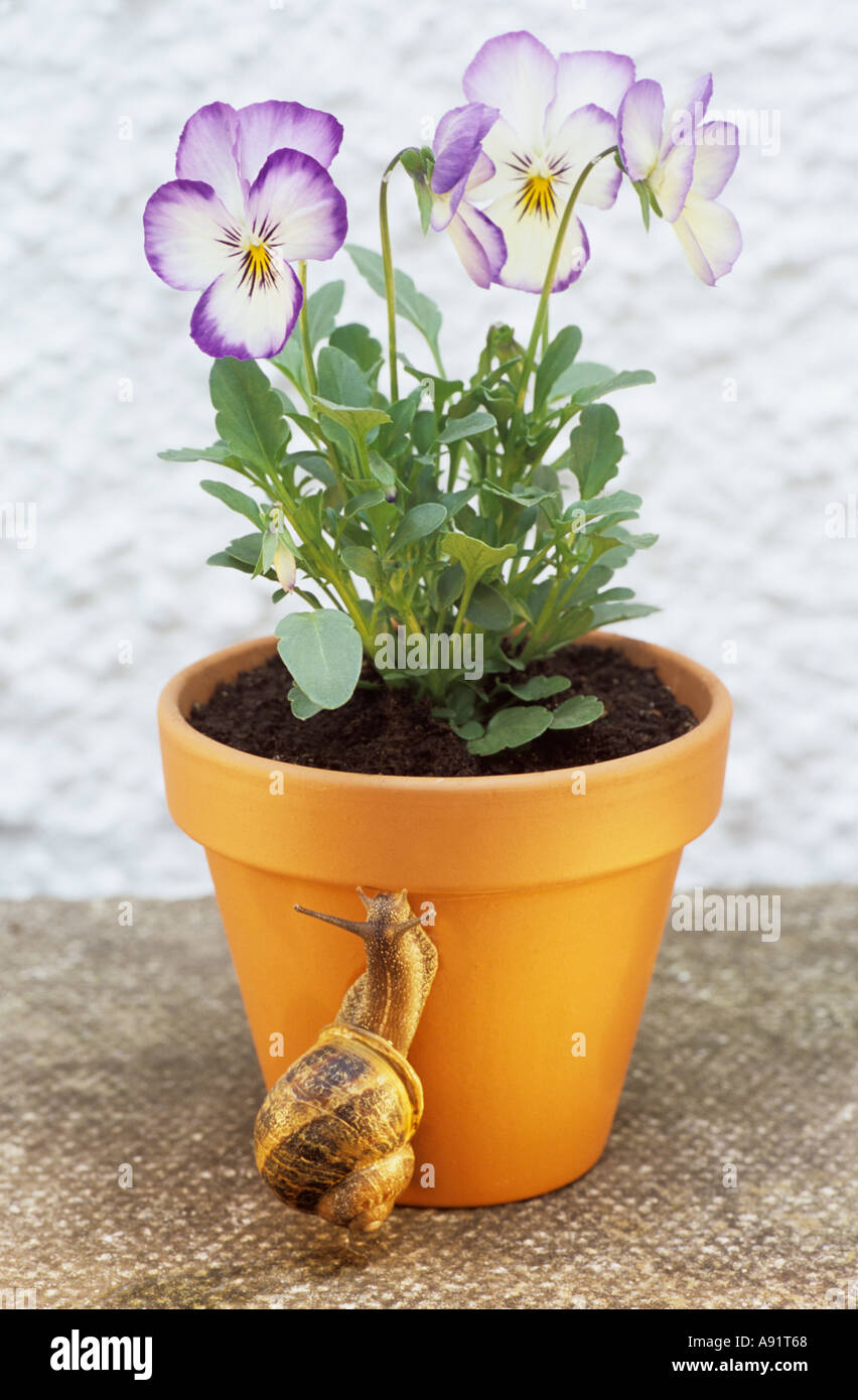 Snail flower pot hi-res stock photography and images - Alamy