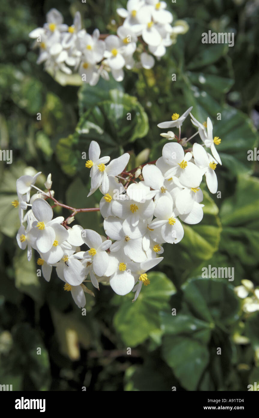 Lucia bread hi-res stock photography and images - Alamy