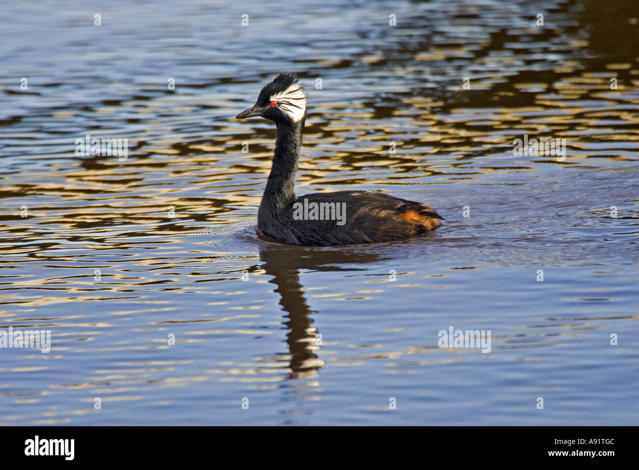 White tufted Grebe Rollandia rolland swimming Falkland islands Stock ...
