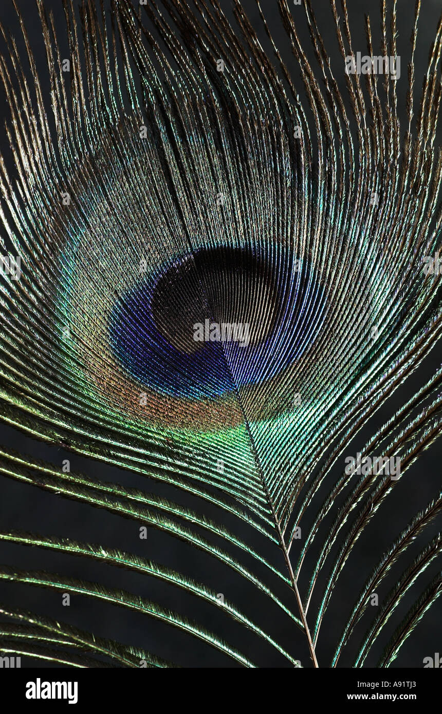 Peacock feather filaments hi-res stock photography and images - Alamy