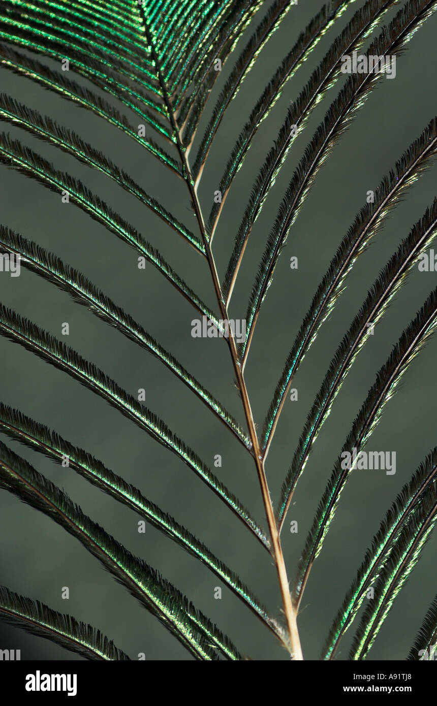 Peacock feather filaments hi-res stock photography and images - Alamy