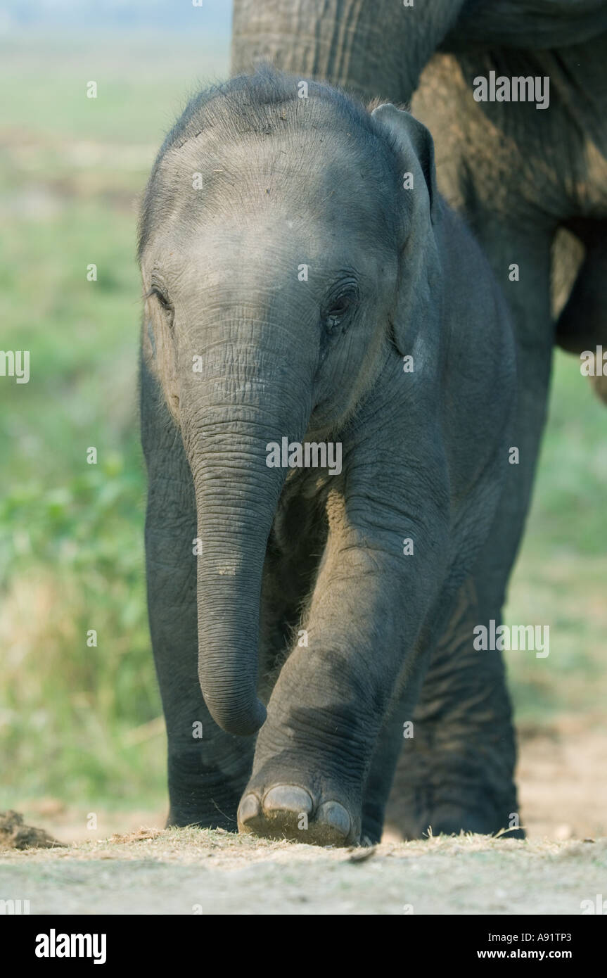 Indian elephant and baby hi-res stock photography and images - Alamy