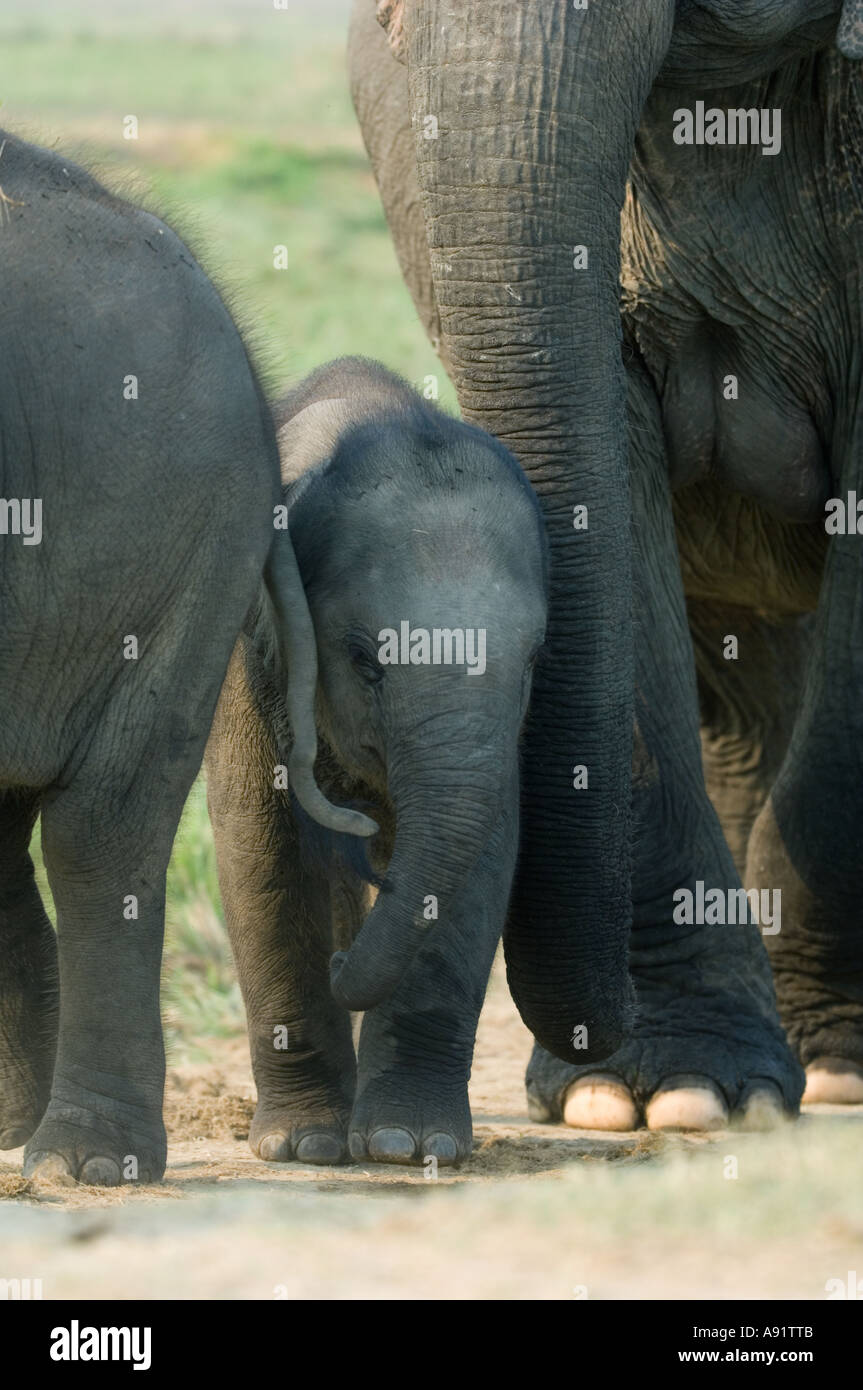 Indian elephant and baby hi-res stock photography and images - Alamy