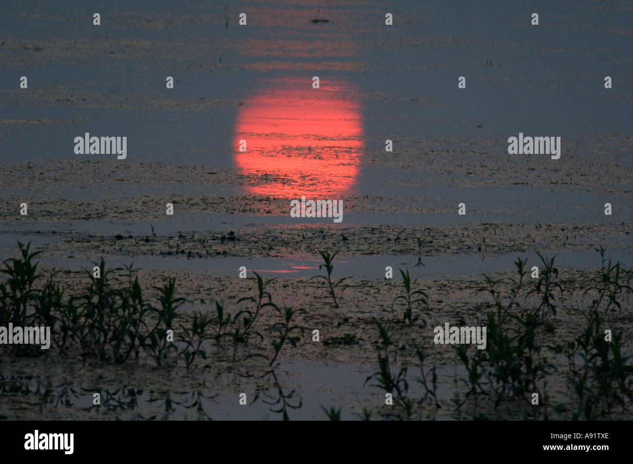 Sunset over pond, Kaziranga National Park, Assam, INDIA Stock Photo - Alamy