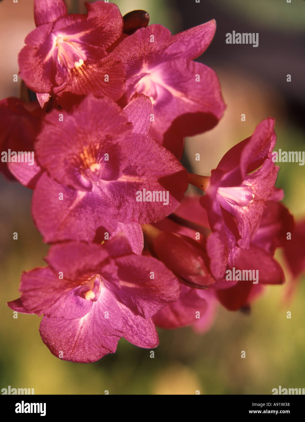 Caribbean generic hi-res stock photography and images - Alamy