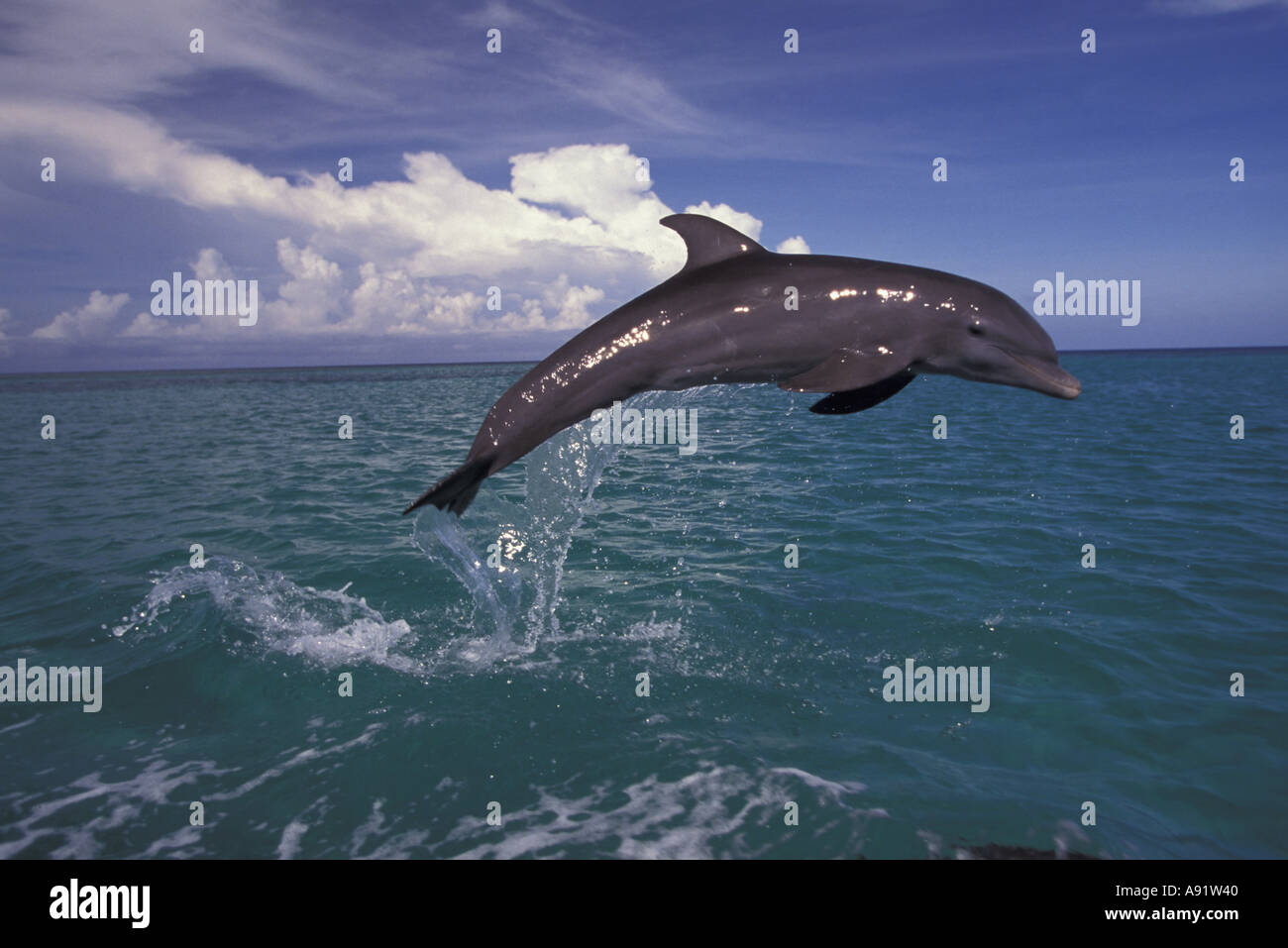Caribbean, Bottlenose dolphin (Tursiops truncatus Stock Photo - Alamy