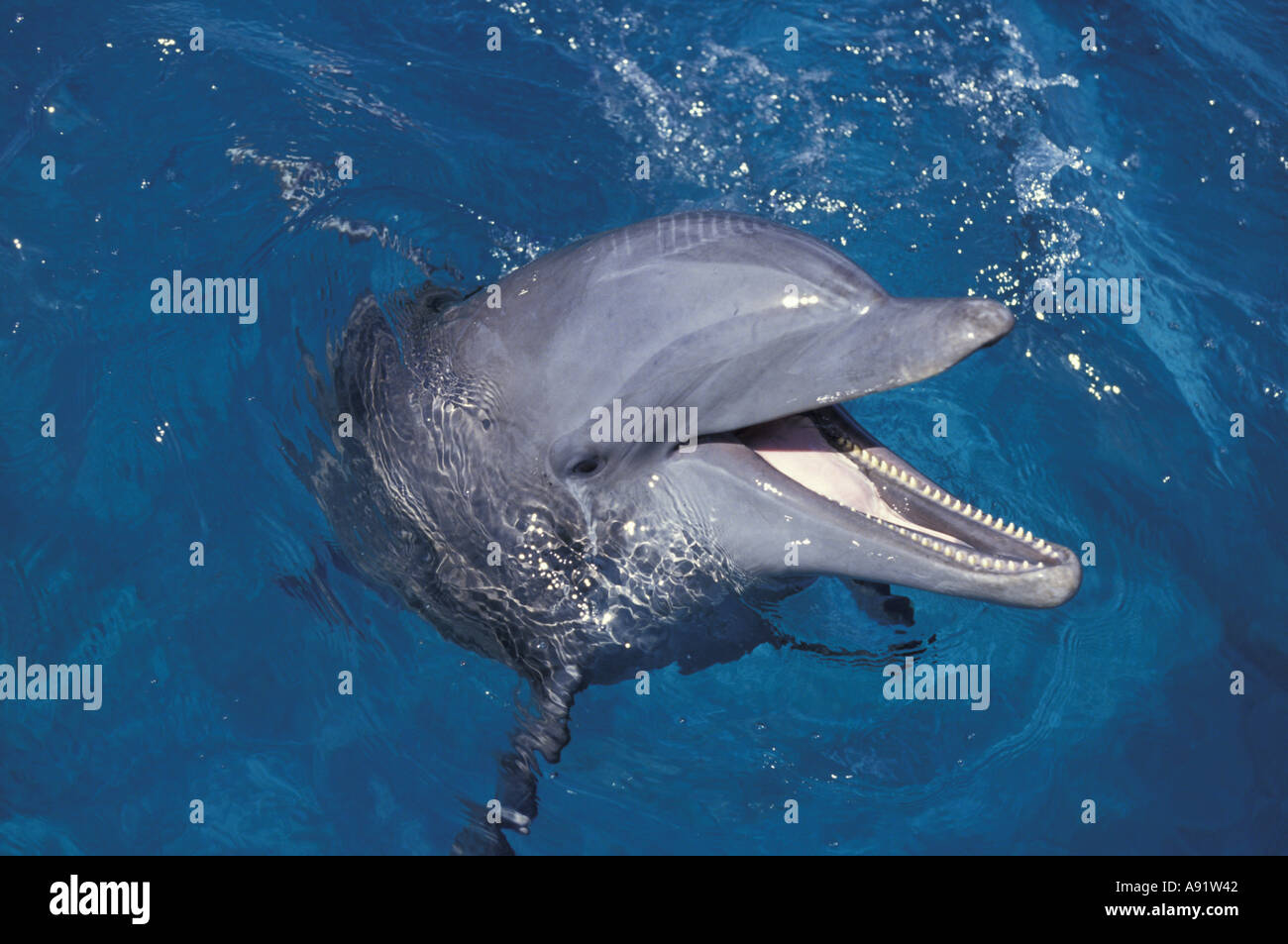 Caribbean, Bottlenose dolphin (Tursiops truncatus Stock Photo - Alamy