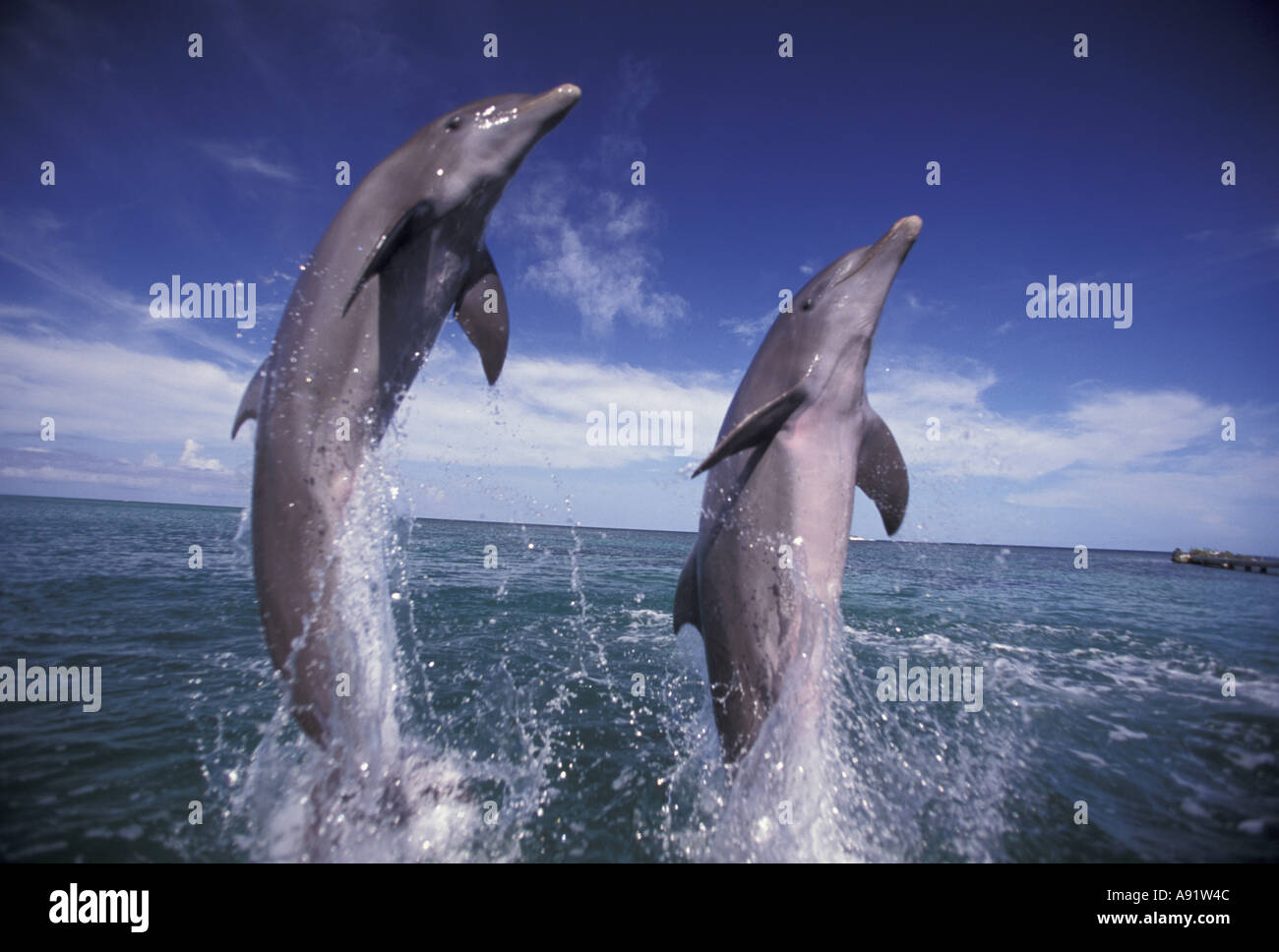 Caribbean, Bottlenose dolphins (Tursiops truncatus Stock Photo - Alamy