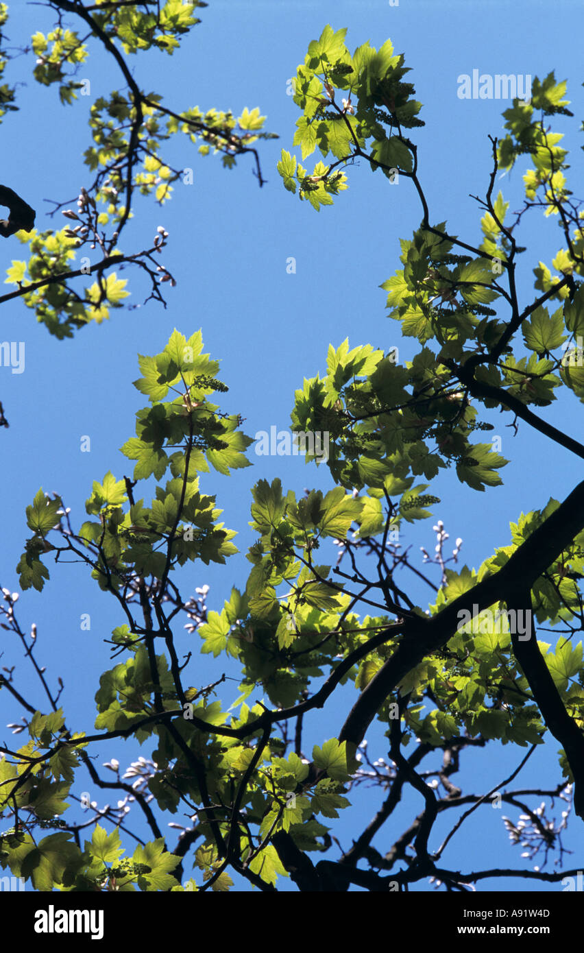 Sycamore tree in spring hi-res stock photography and images - Alamy