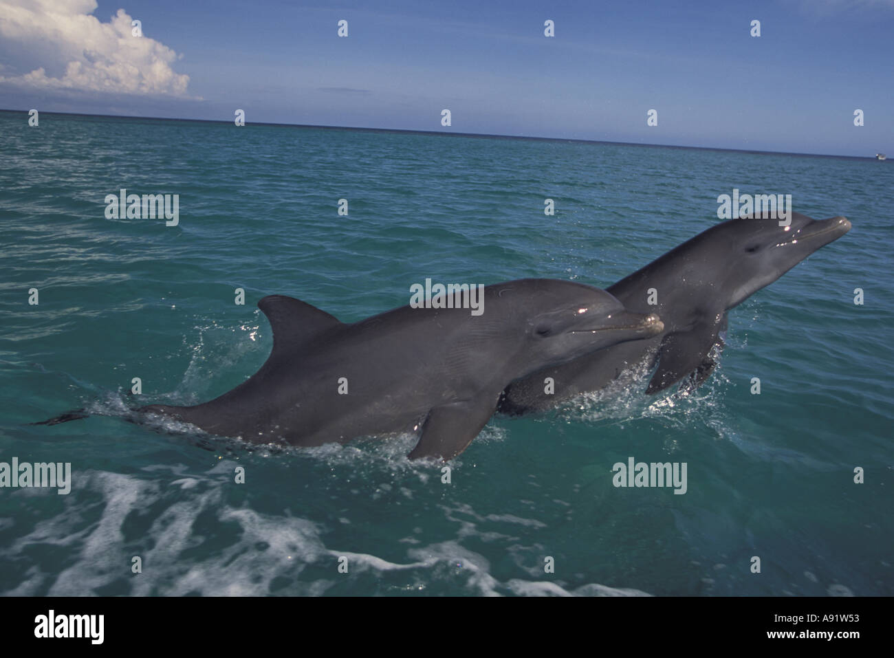 Caribbean, Bottlenose dolphins (Tursiops truncatus Stock Photo - Alamy