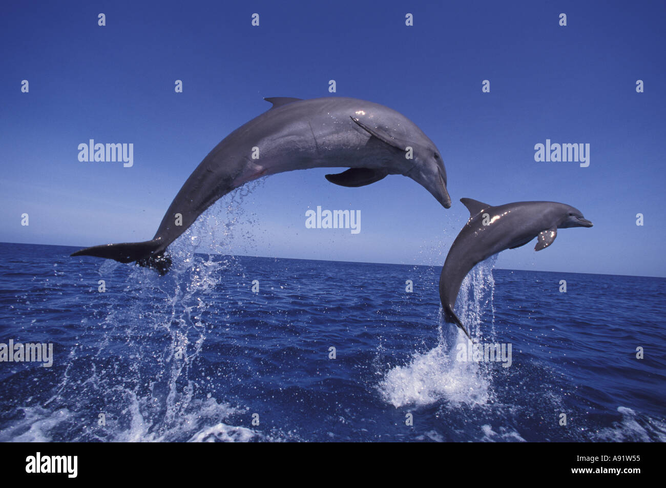 Caribbean, Bottlenose dolphins (Tursiops truncatus Stock Photo - Alamy