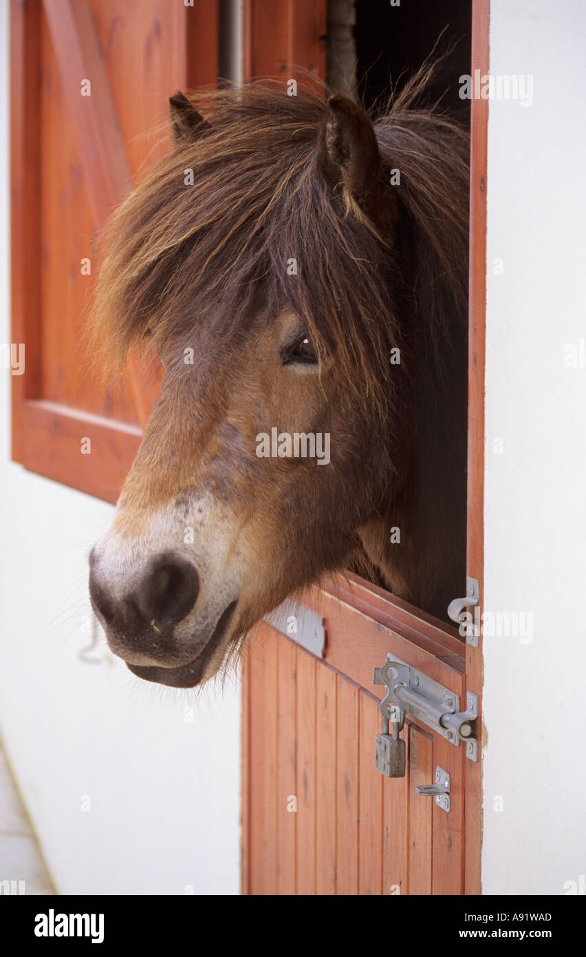 Pony in stable hi-res stock photography and images - Alamy