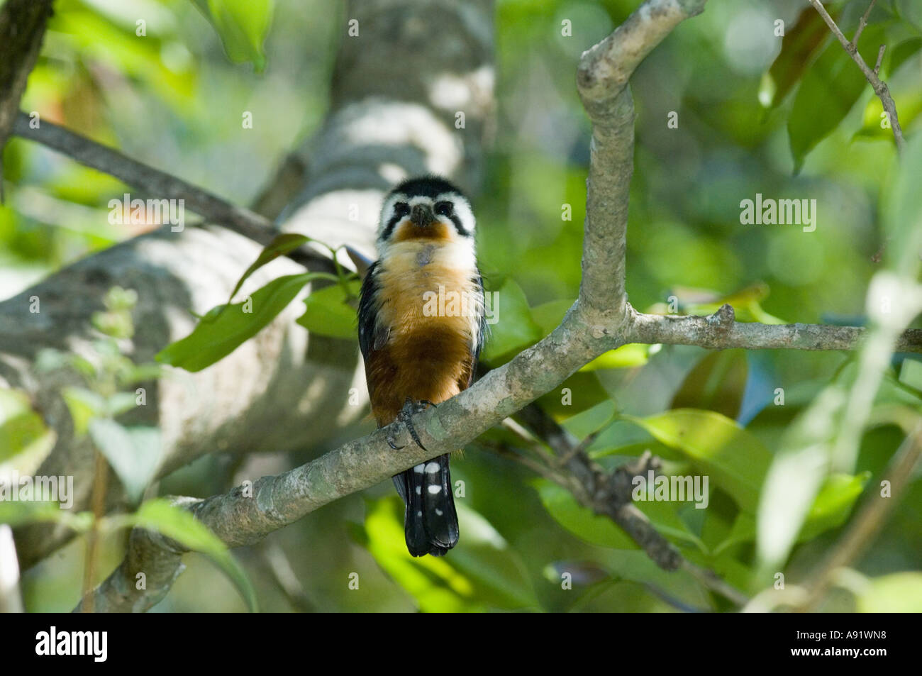 Falcons of india hi-res stock photography and images - Alamy