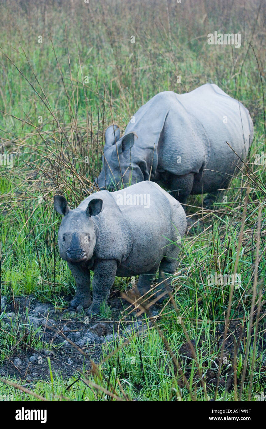 Asian One horned Rhinoceros (Rhinoceros unicornis) Kaziranga National ...