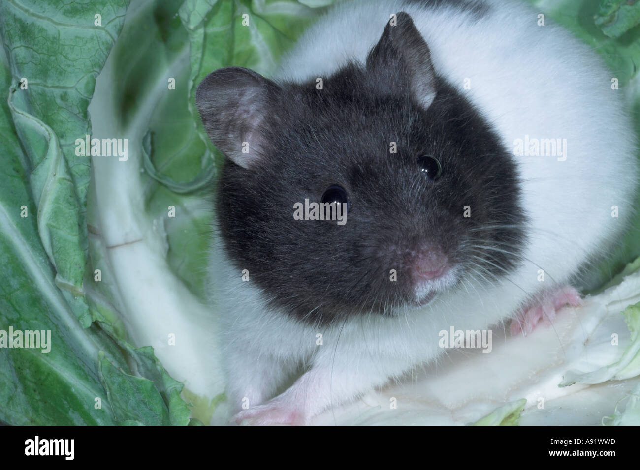 Pet hampster hi-res stock photography and images - Alamy