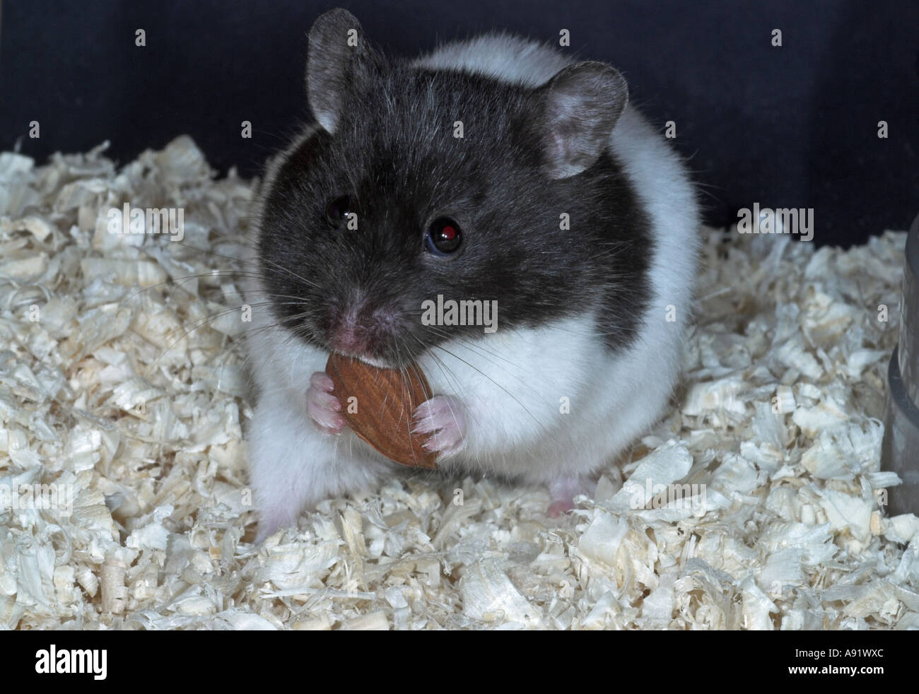 Pet Syrian hamster filling cheek pouches Stock Photo - Alamy