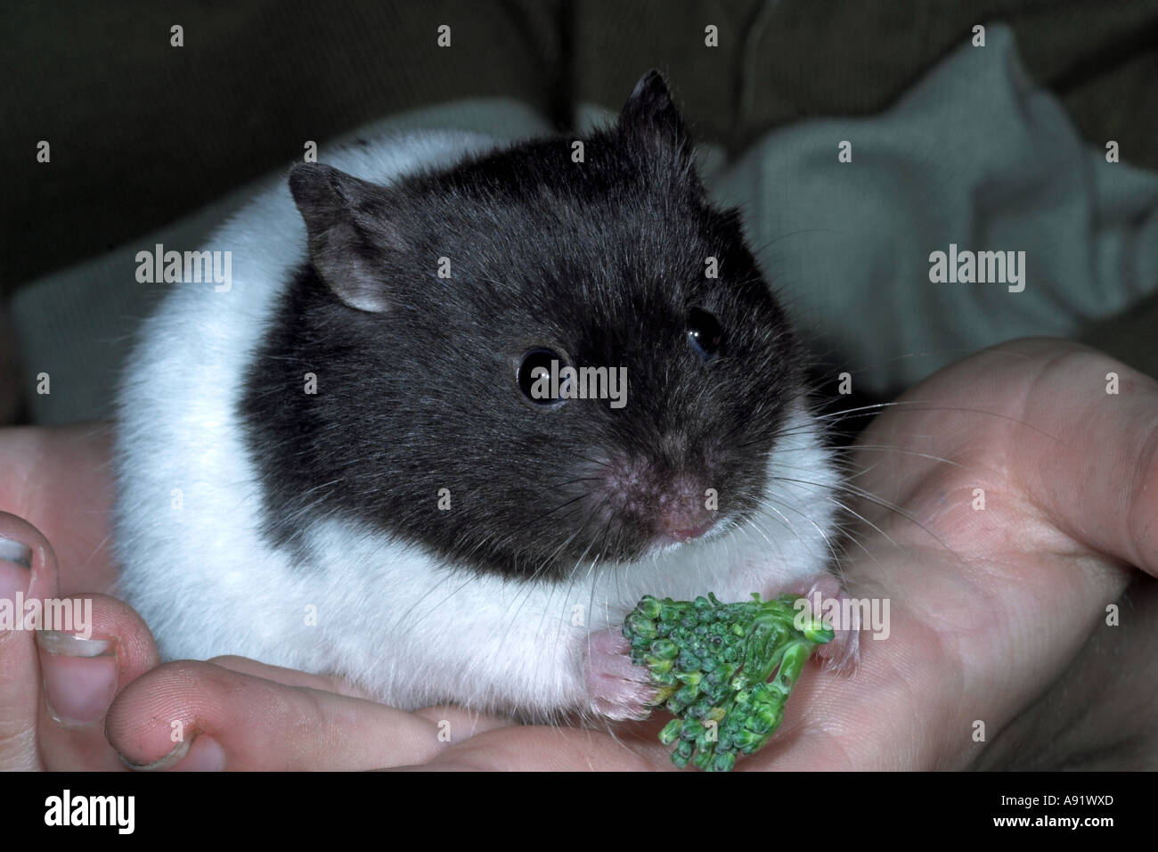 Pet syrian hamster feeding hi-res stock photography and images - Alamy