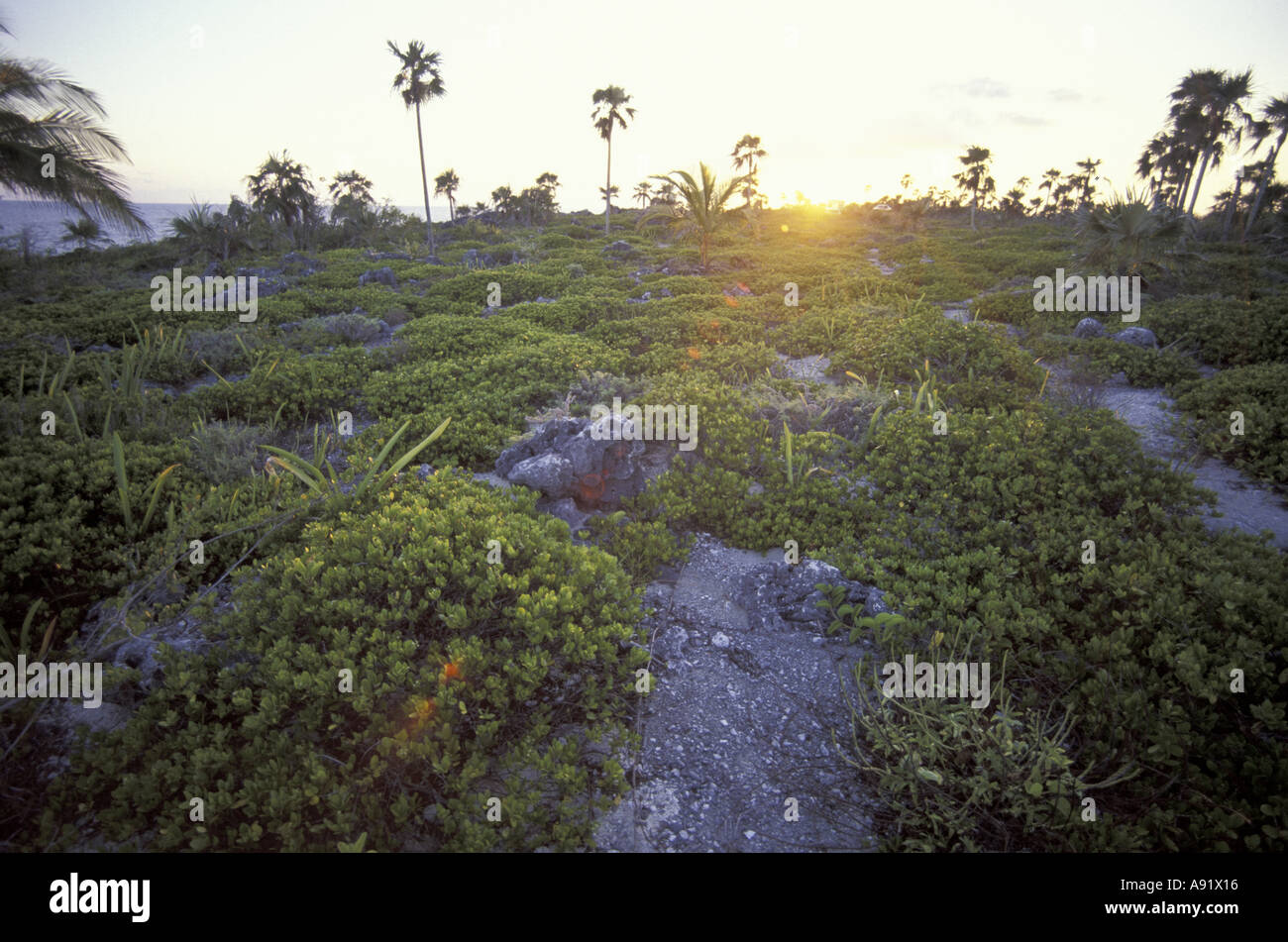 Caribbean, Cayman Islands, Grand Cayman. Countryside scenic Stock Photo ...