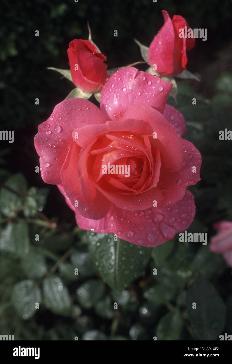 Rose garden butchart gardens victoria High Resolution Stock Photography ...