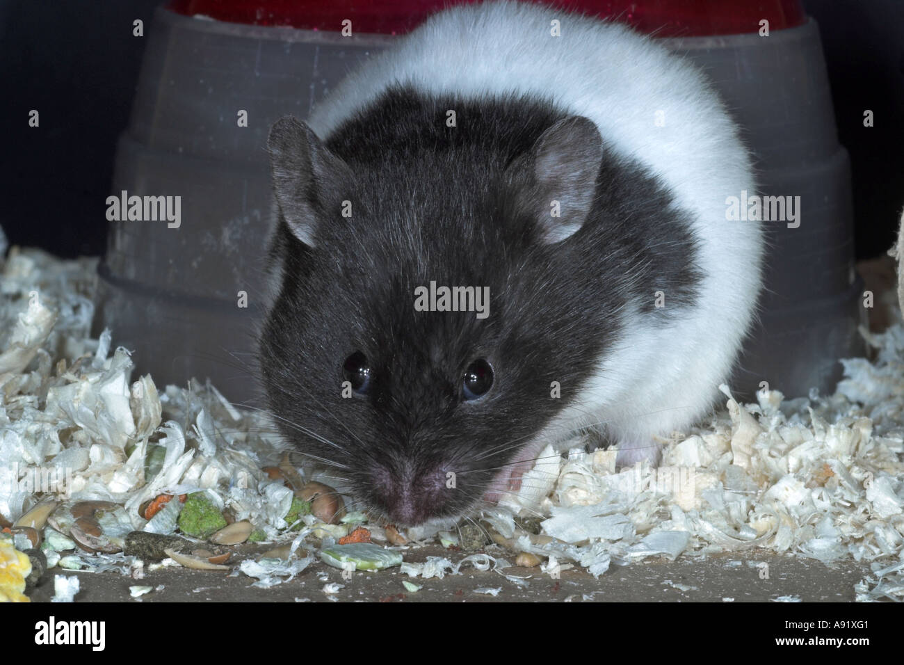 Pet Syrian hampster Stock Photo - Alamy