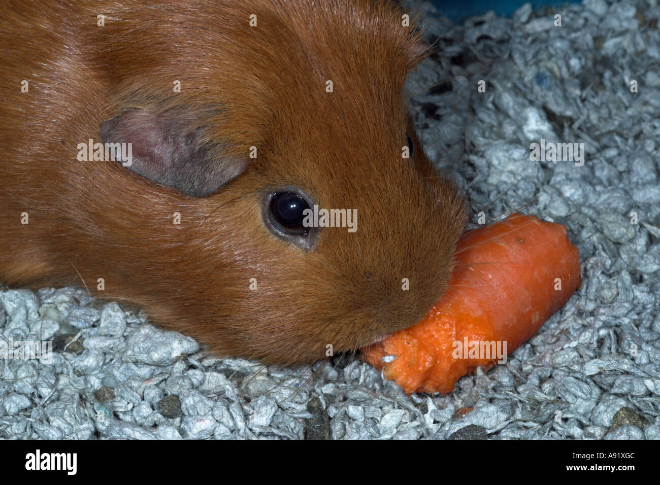 Pet guinea pig eating carrot Stock Photo - Alamy