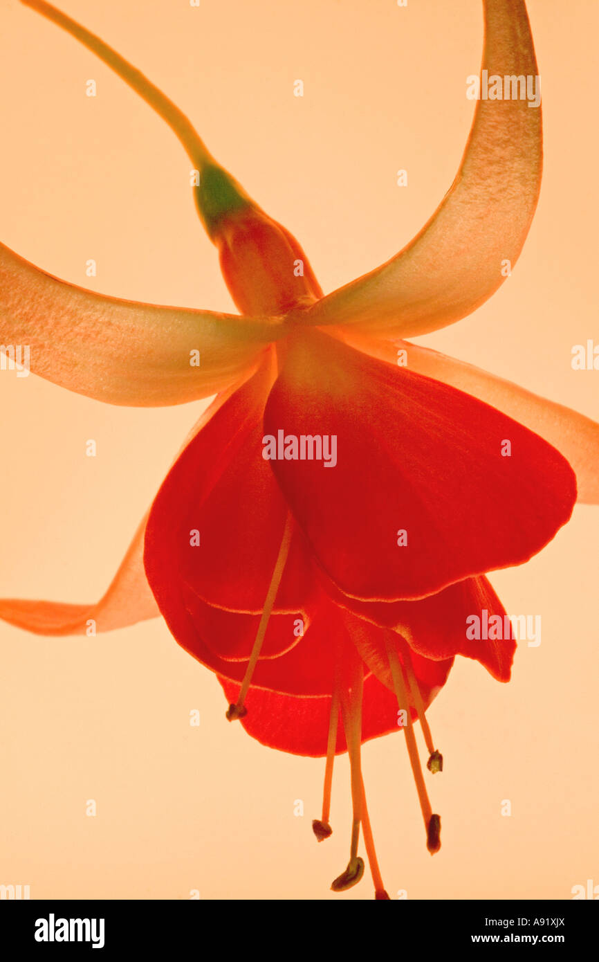 fuchsia (red flower Stock Photo - Alamy