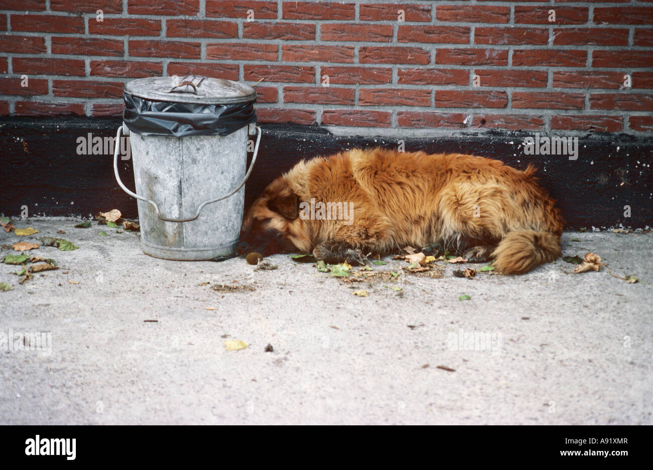 dog sleeping next to rubbish bin - neglected Stock Photo - Alamy
