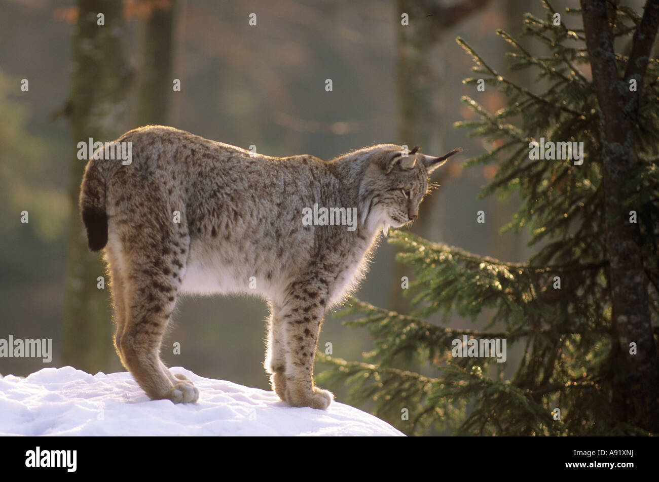 lynx - standing in the snow / Lynx lynx Stock Photo - Alamy