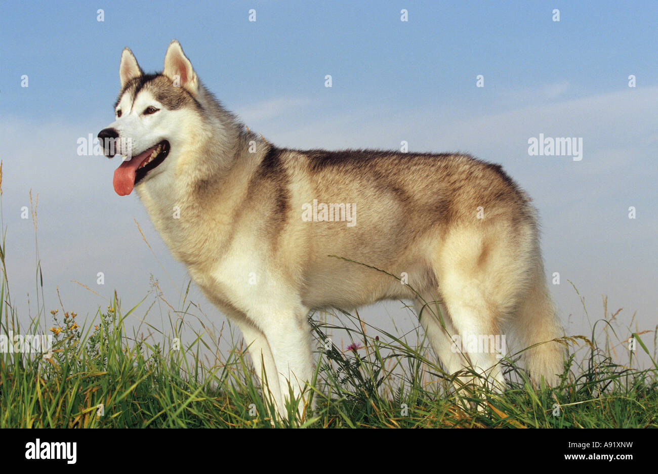 Dog siberian husky adult standing hi-res stock photography and images ...