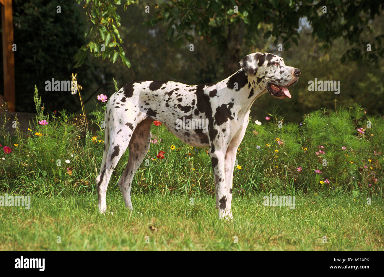 German Mastiff / Great Dane - standing on meadow Stock Photo - Alamy