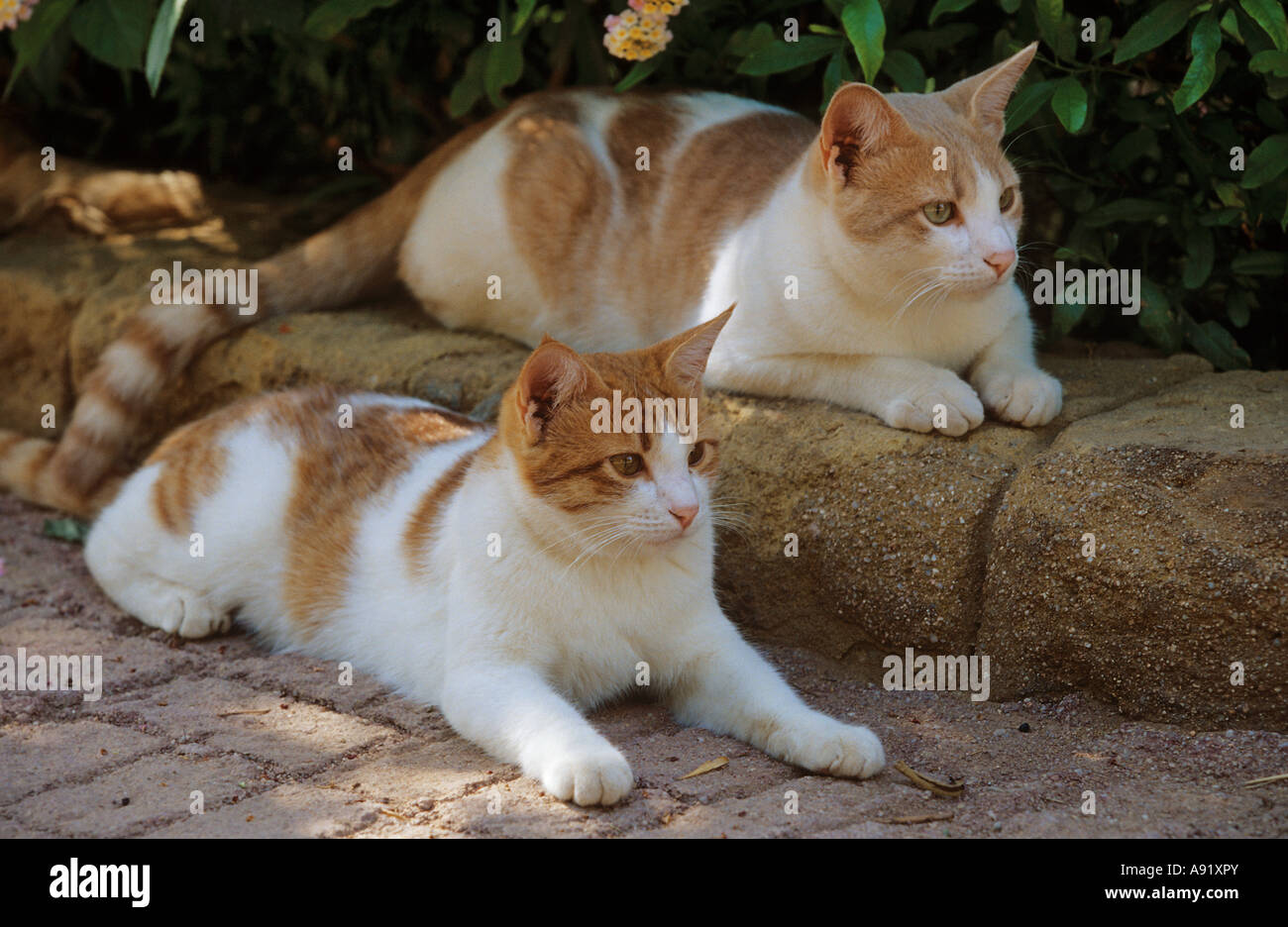 two domestic cats - lying Stock Photo - Alamy