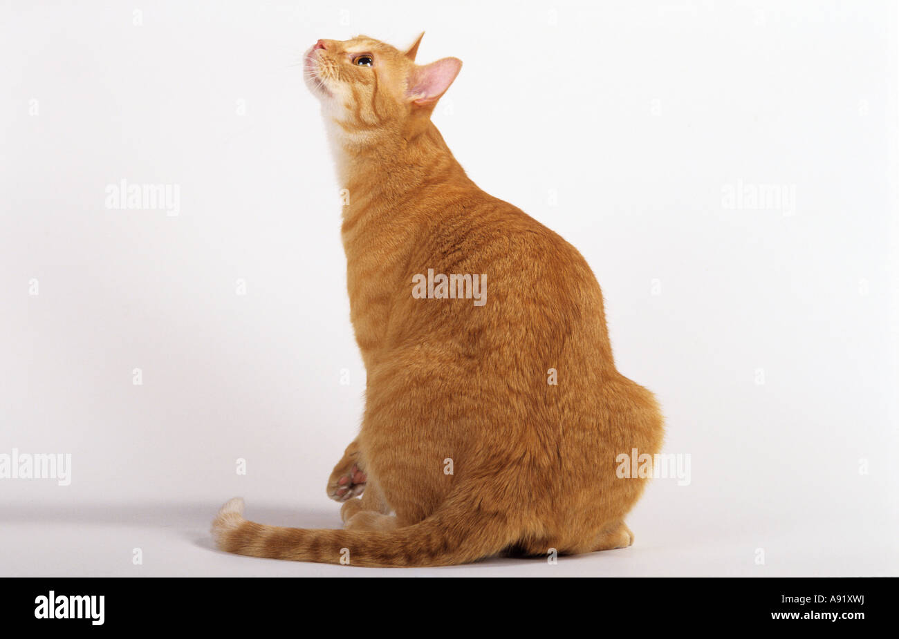 red domestic cat - sitting - from behind - cut out Stock Photo - Alamy