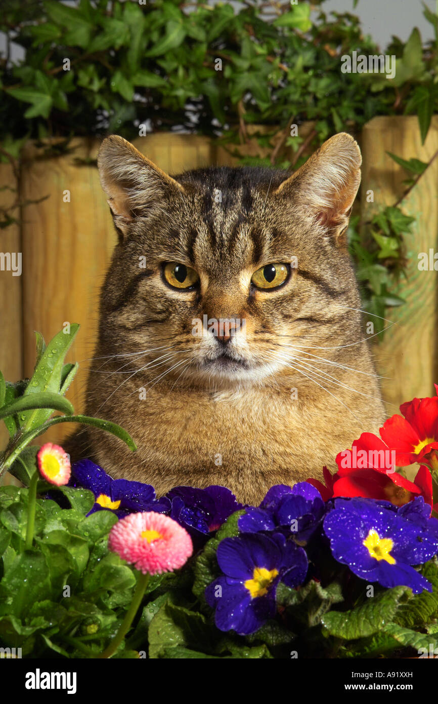 tabby domestic cat with flowers Stock Photo - Alamy