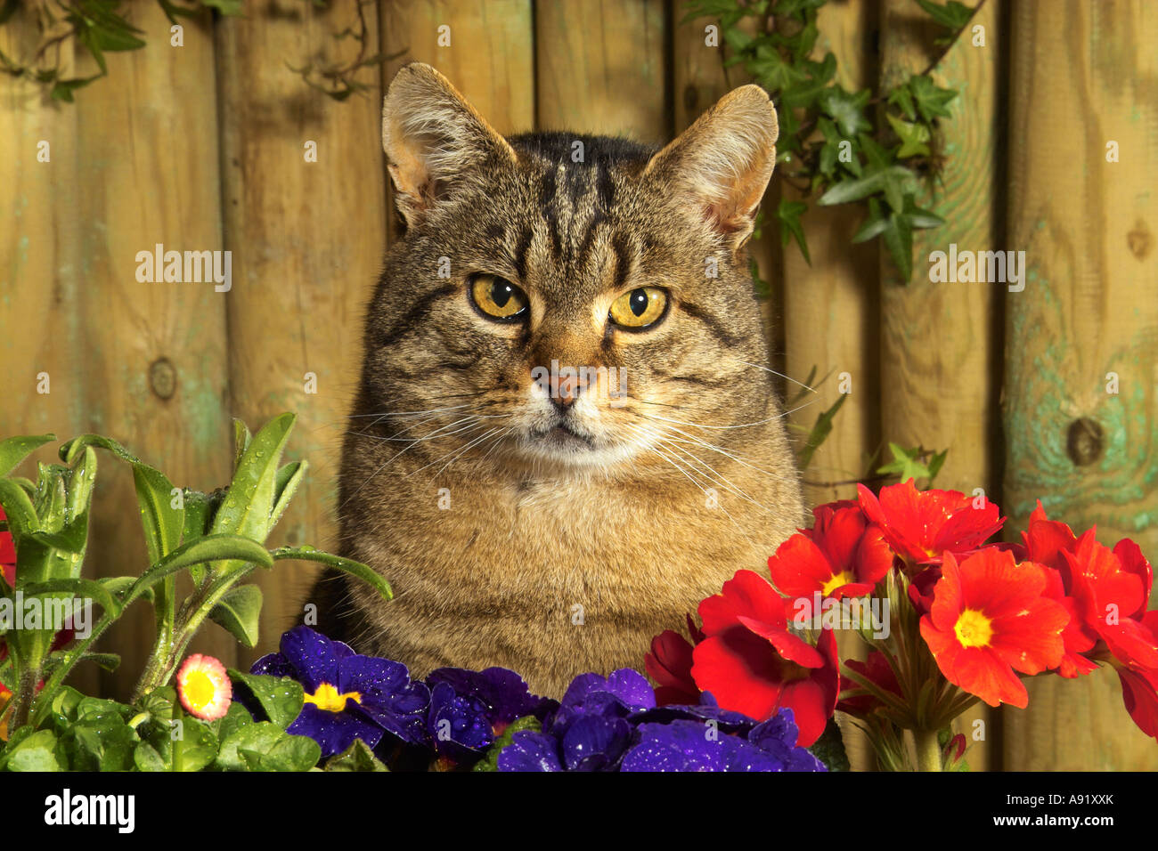 tabby domestic cat with flowers Stock Photo - Alamy