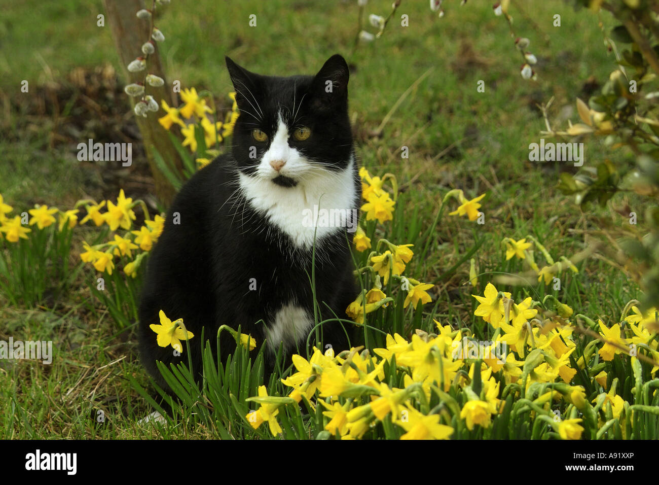domestic cat between daffodils Stock Photo - Alamy