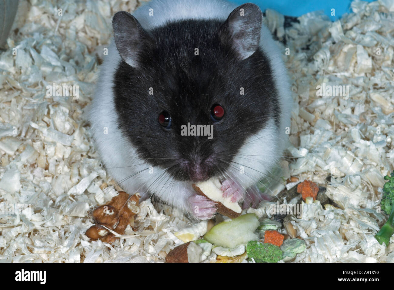 Pet syrian hamster feeding hi-res stock photography and images - Alamy