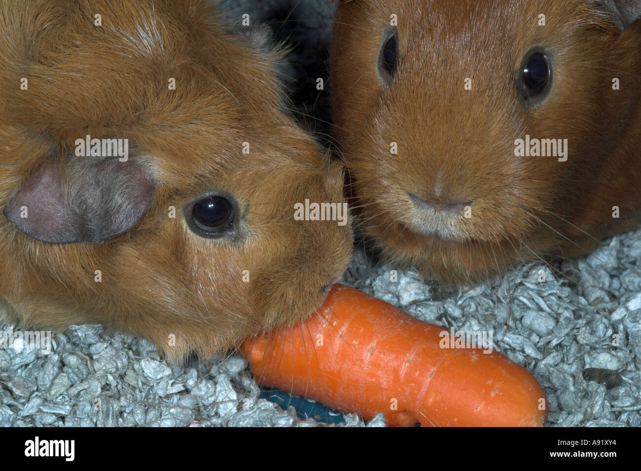 Pet guinea pigs eating carrot Stock Photo - Alamy