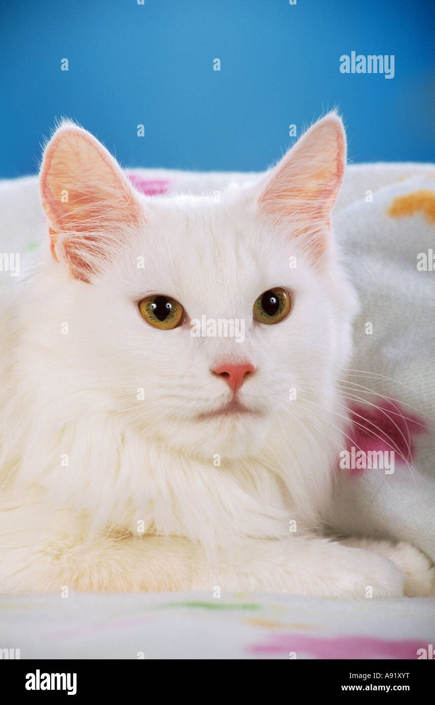 Angoras cat hi-res stock photography and images - Alamy