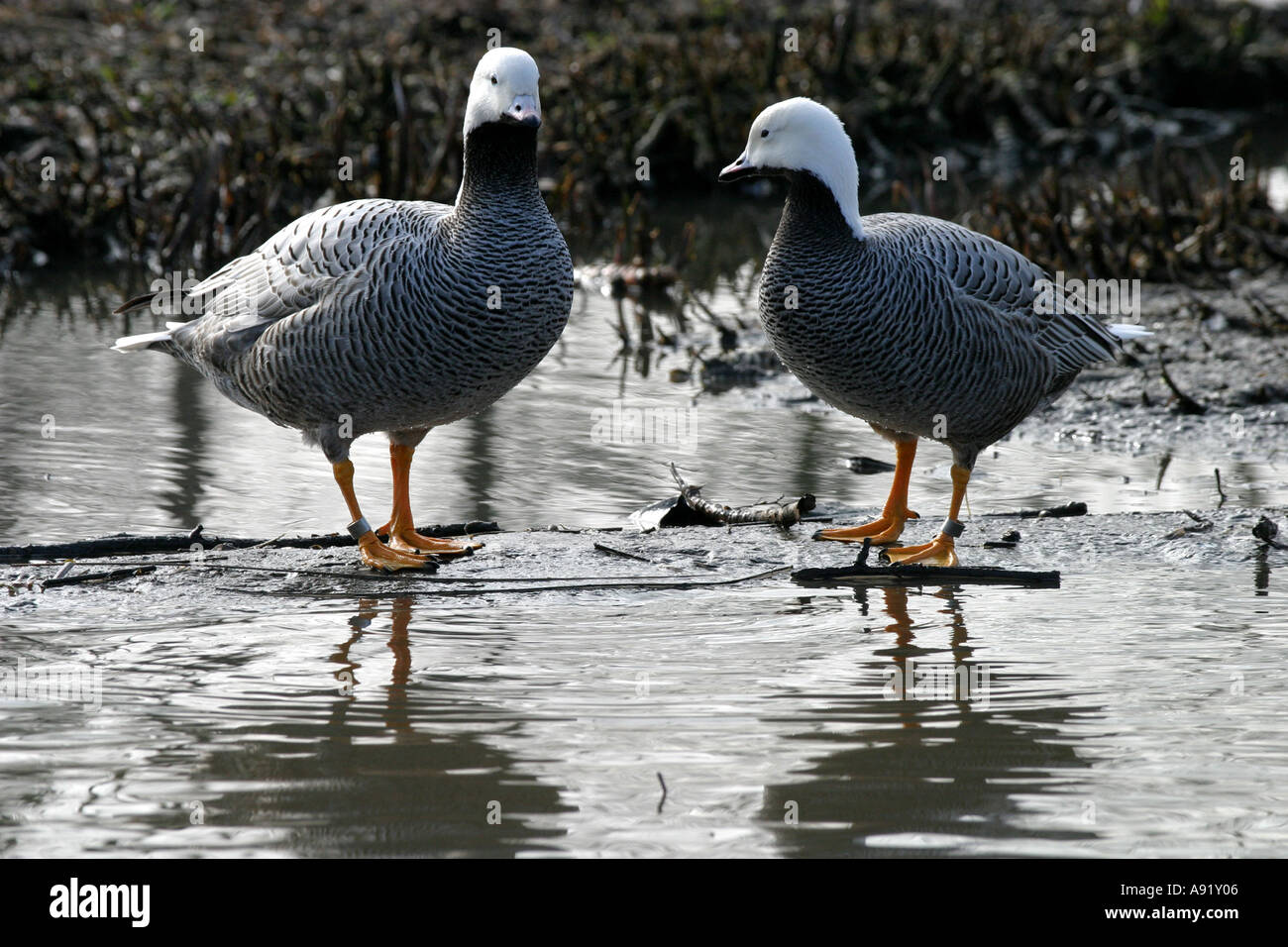 Emperor goose feathers hi-res stock photography and images - Alamy