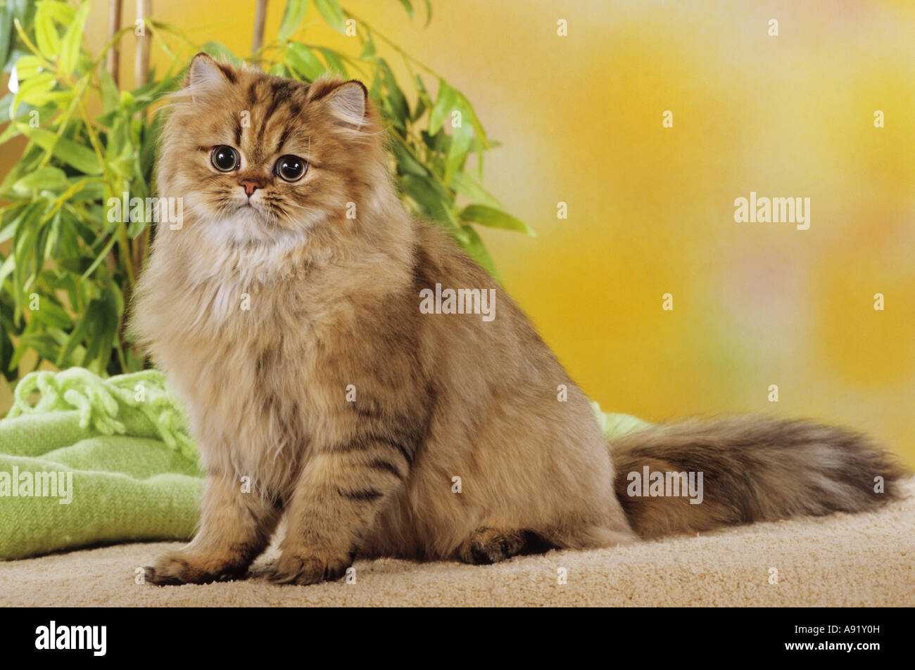 Persian cat - sitting lateral Stock Photo - Alamy