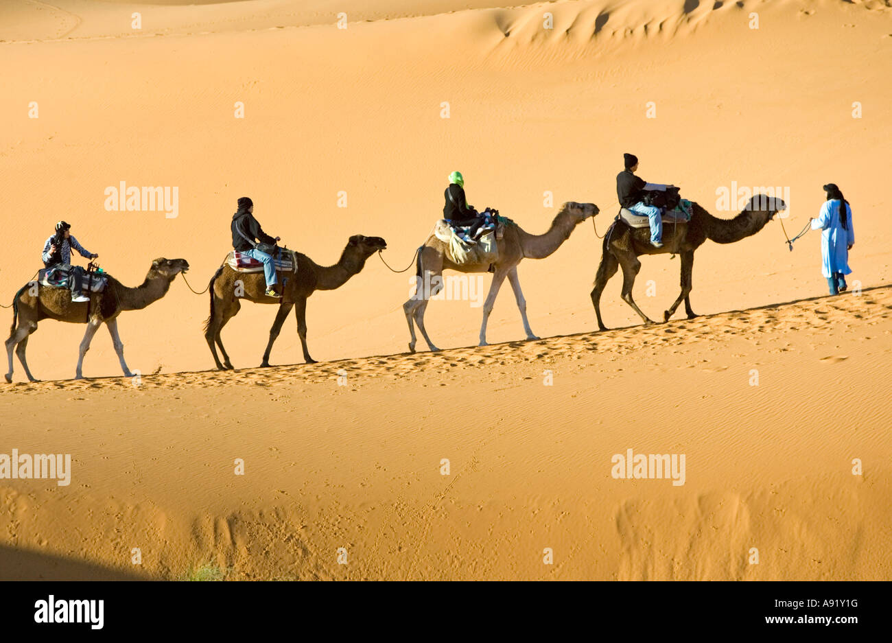 Camel camels trek trekking train hi-res stock photography and images ...