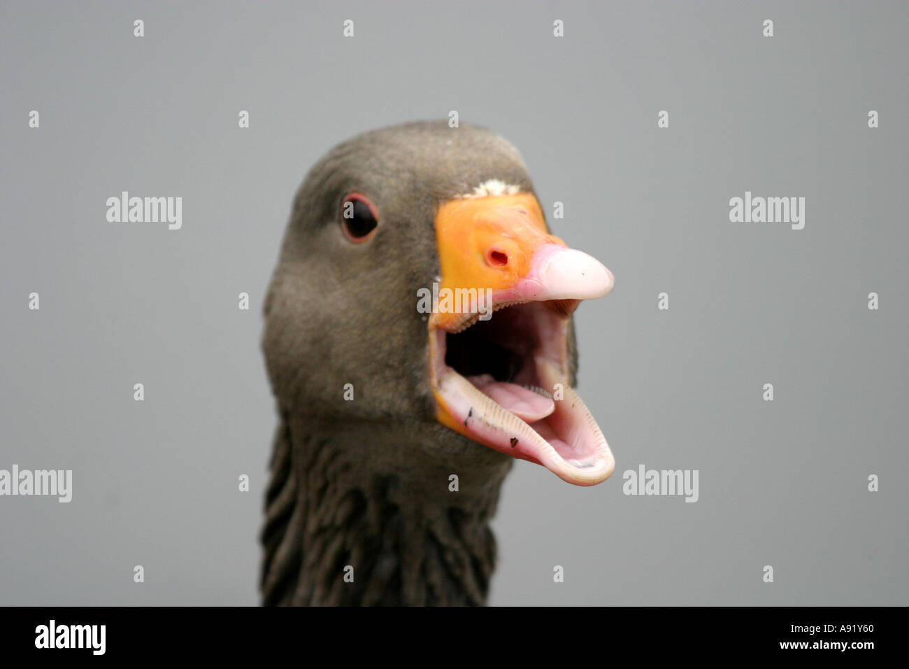 Graylags hi-res stock photography and images - Alamy