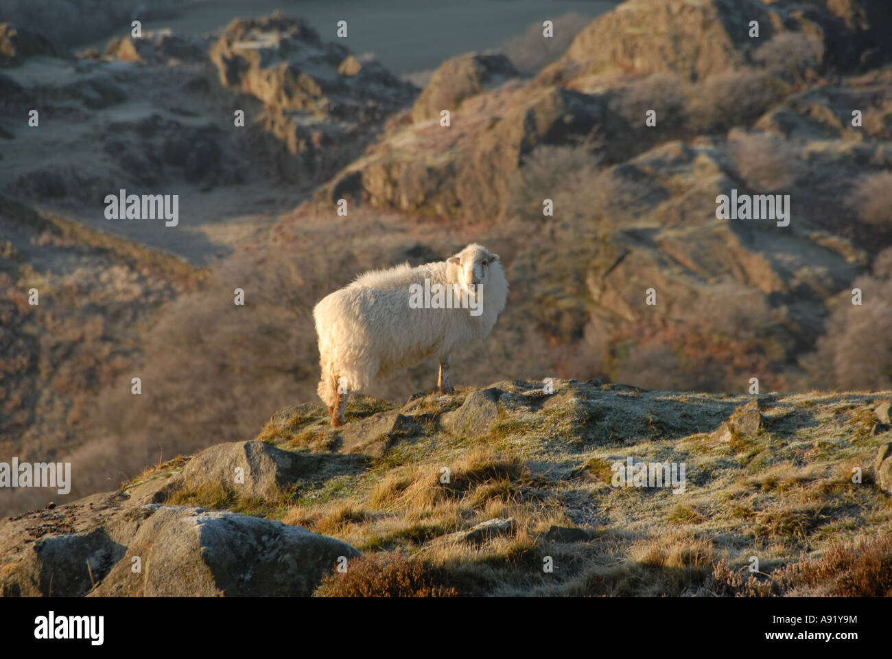 Welsh Mountain Sheep Animals Stock Photo - Alamy