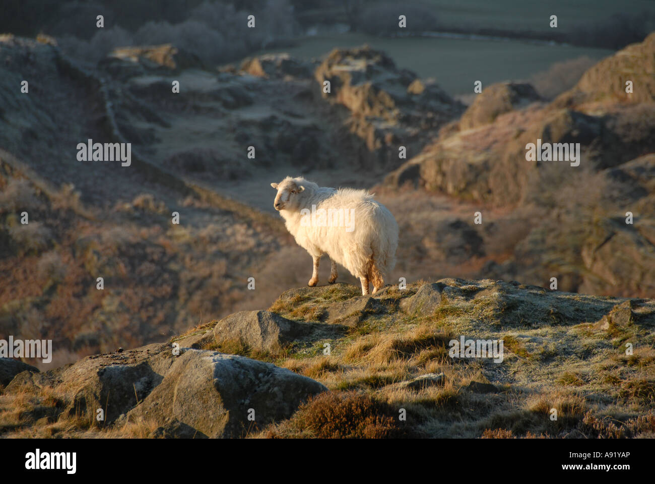 Welsh Mountain Sheep Animals Stock Photo - Alamy
