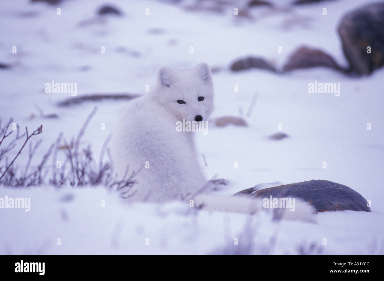 Churchill arctic fox hi-res stock photography and images - Alamy