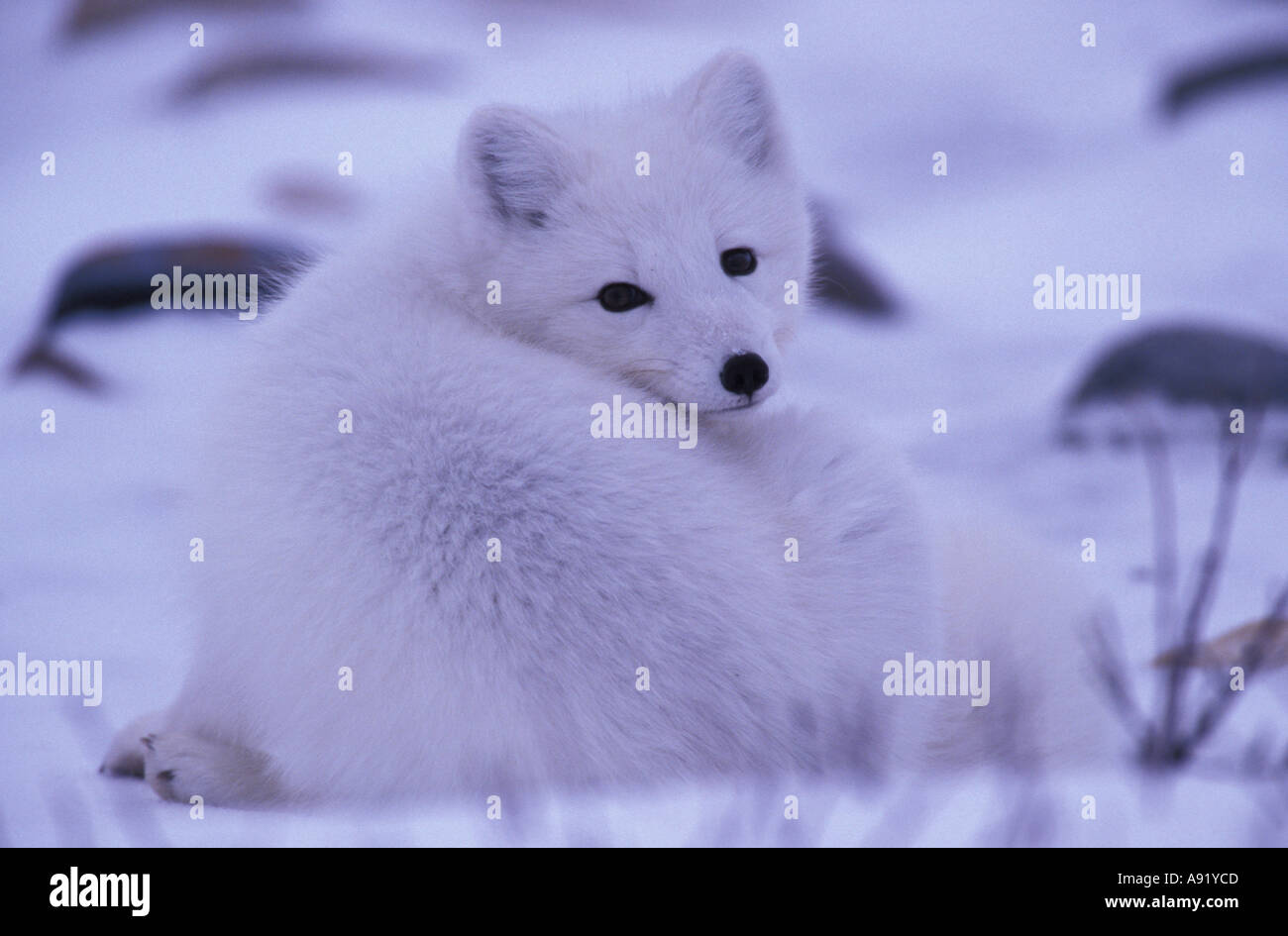 Churchill arctic fox hi-res stock photography and images - Alamy