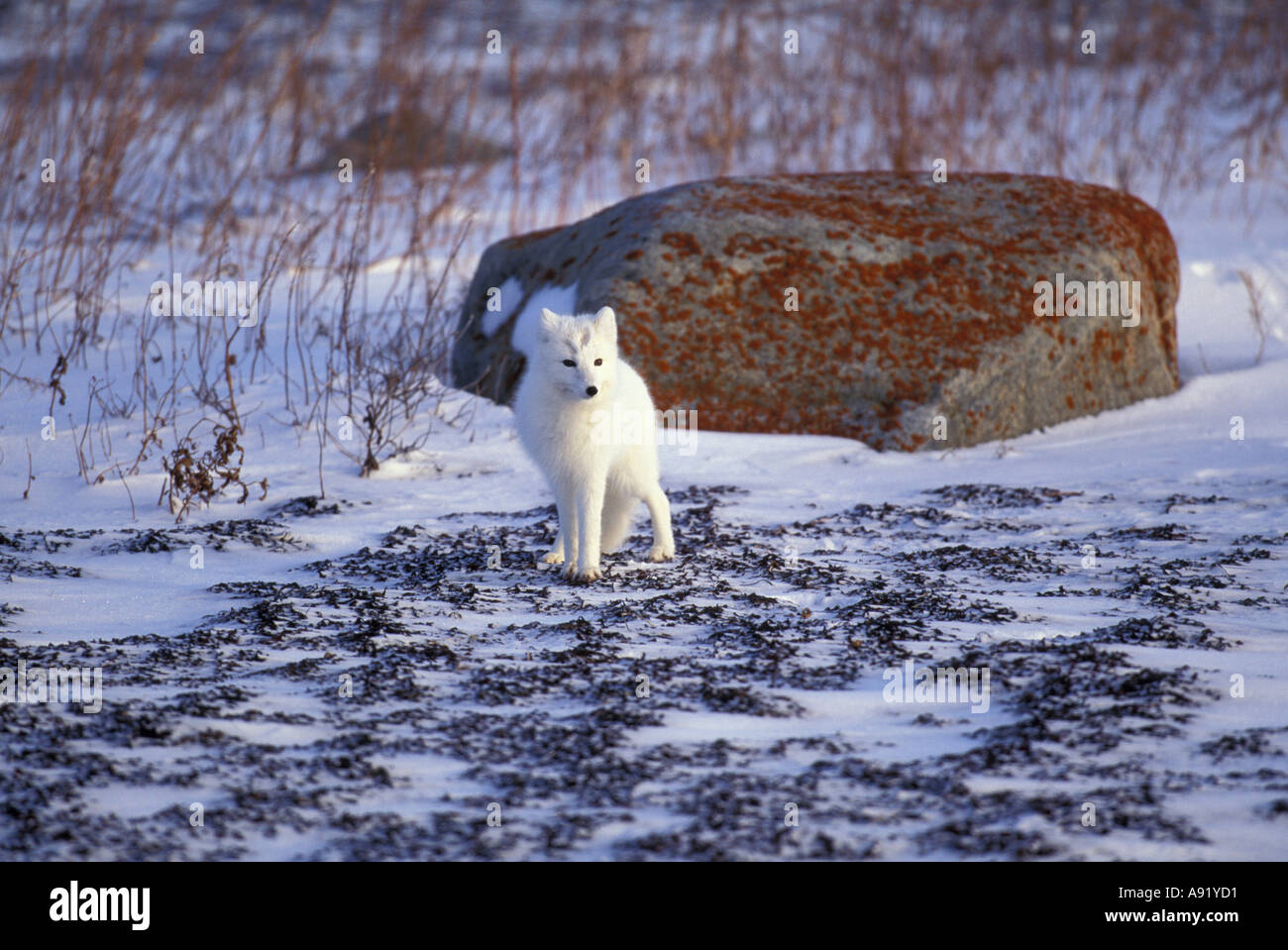 North America, Canada, Manitoba, Churchill, Arctic fox (Alopex lagopus ...